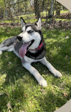 Husky Highway - Lost Huskies | Husky Halfway House